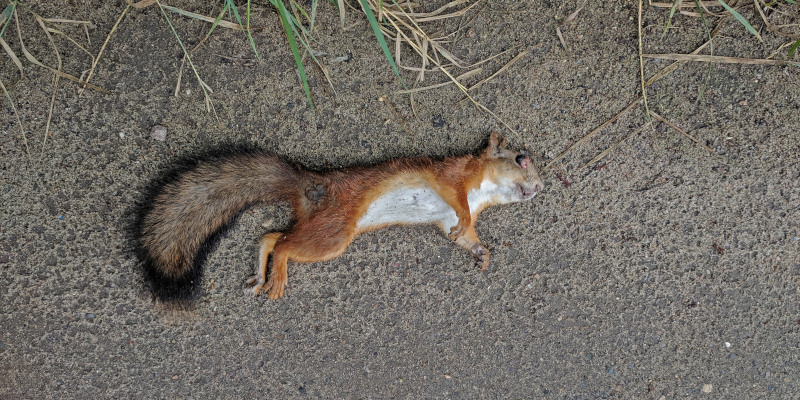 What to Do When You Need Dead Animal Removal | Wild Science Solutions
